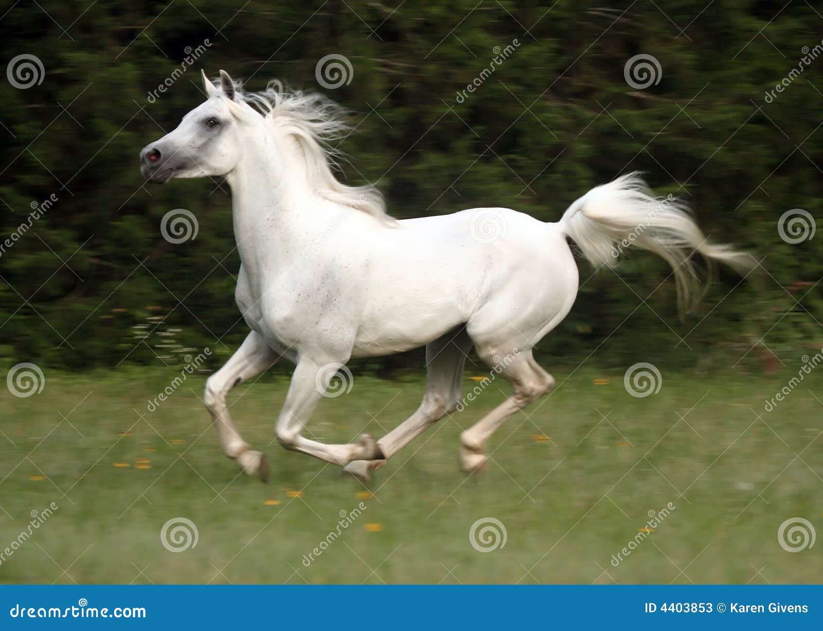 Running full speed stock image. Image of speed, stable - 4403853