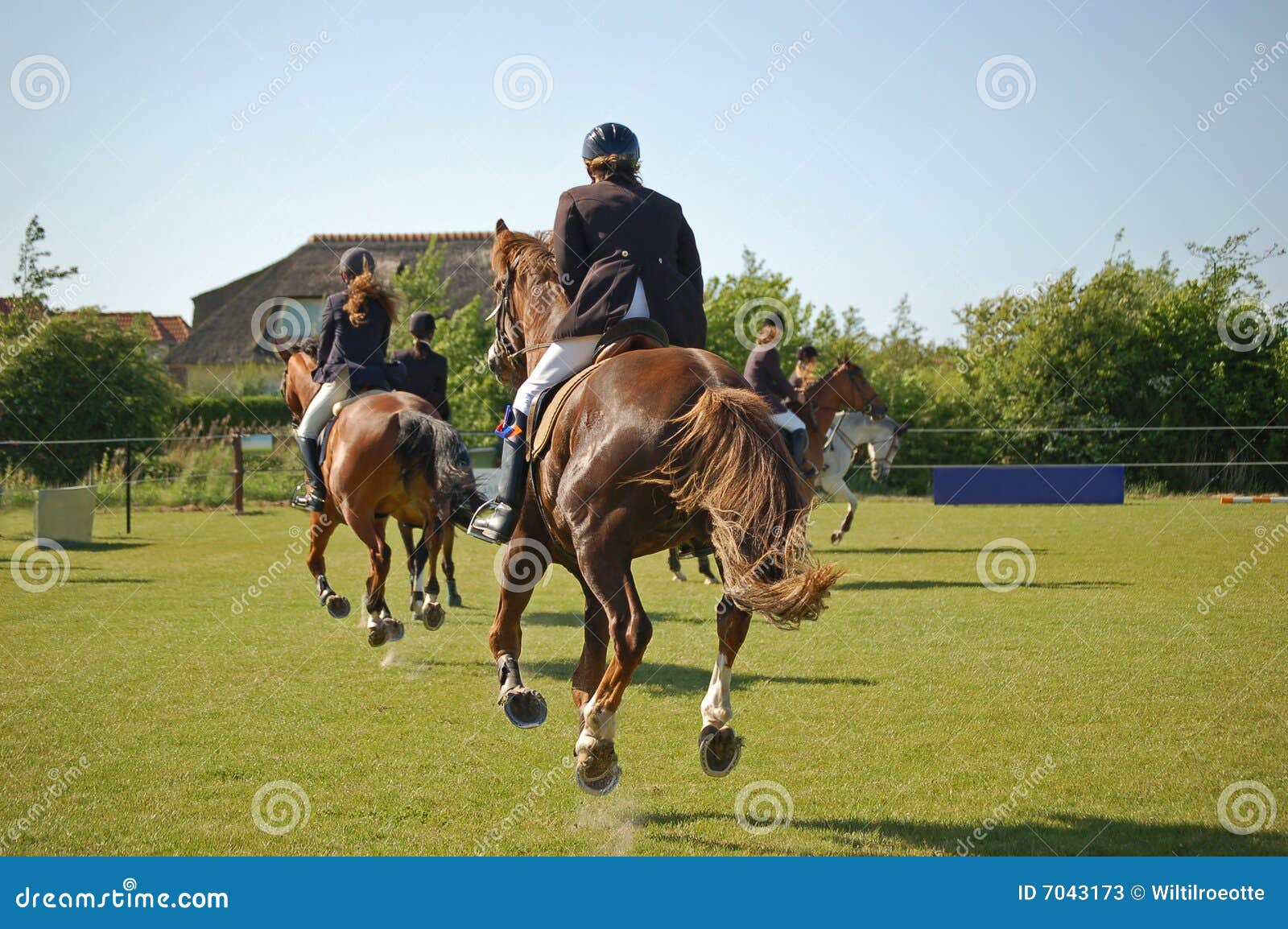Running Galloping Horses Competition Stock Image - Image of jump, chase ...