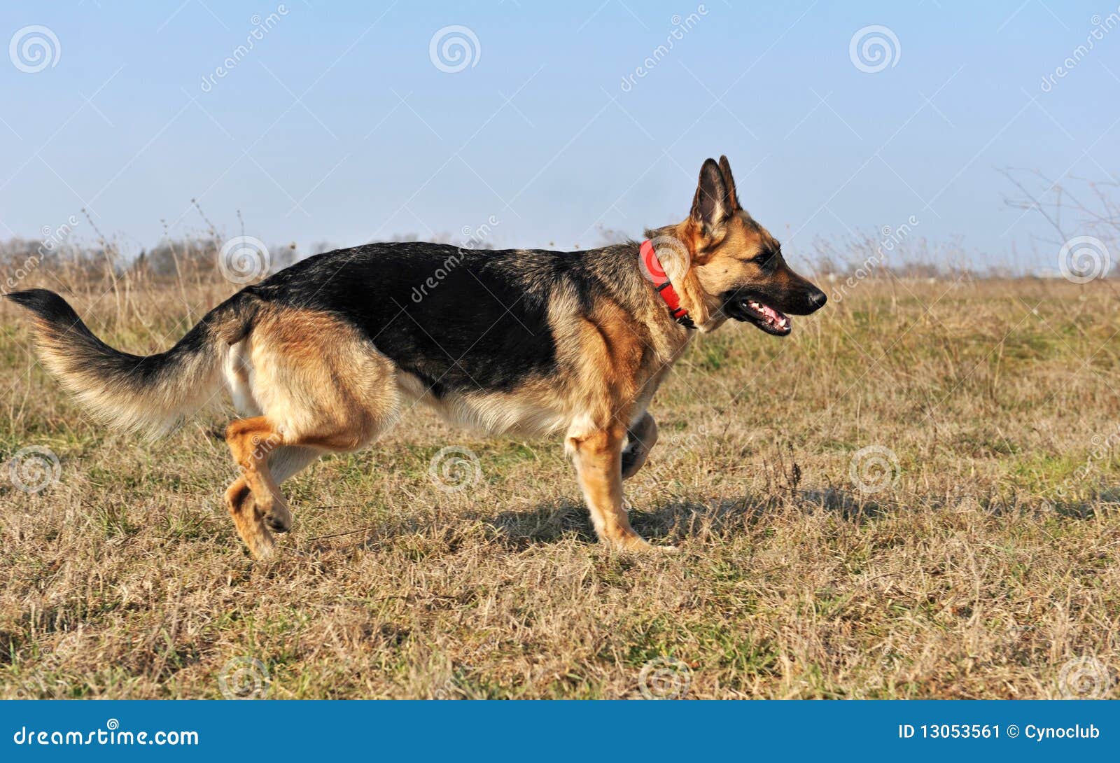 Running german shepherd stock image. Image of purebred - 13053561