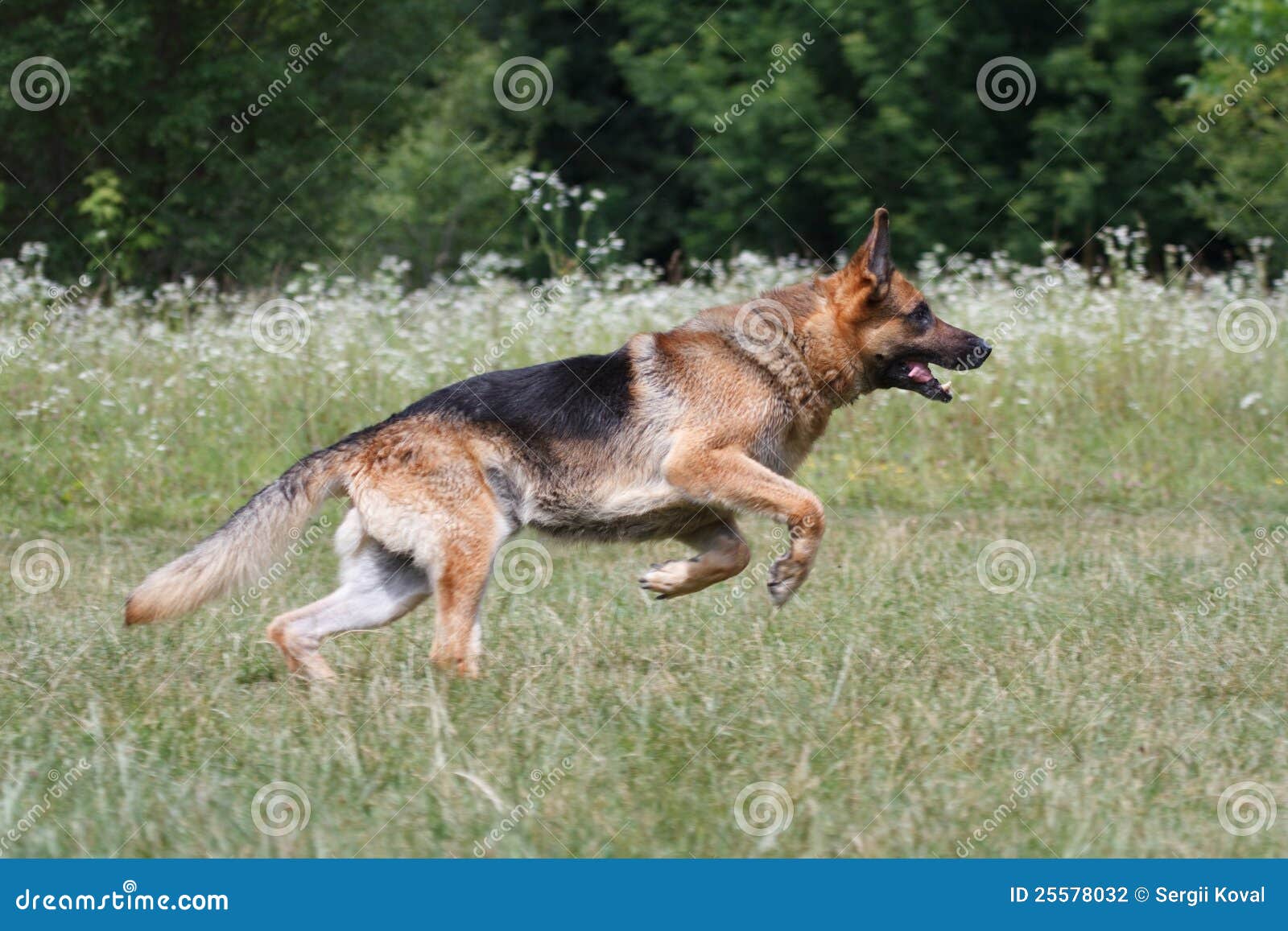 Running German Shepherd stock photo. Image of blurred - 25578032