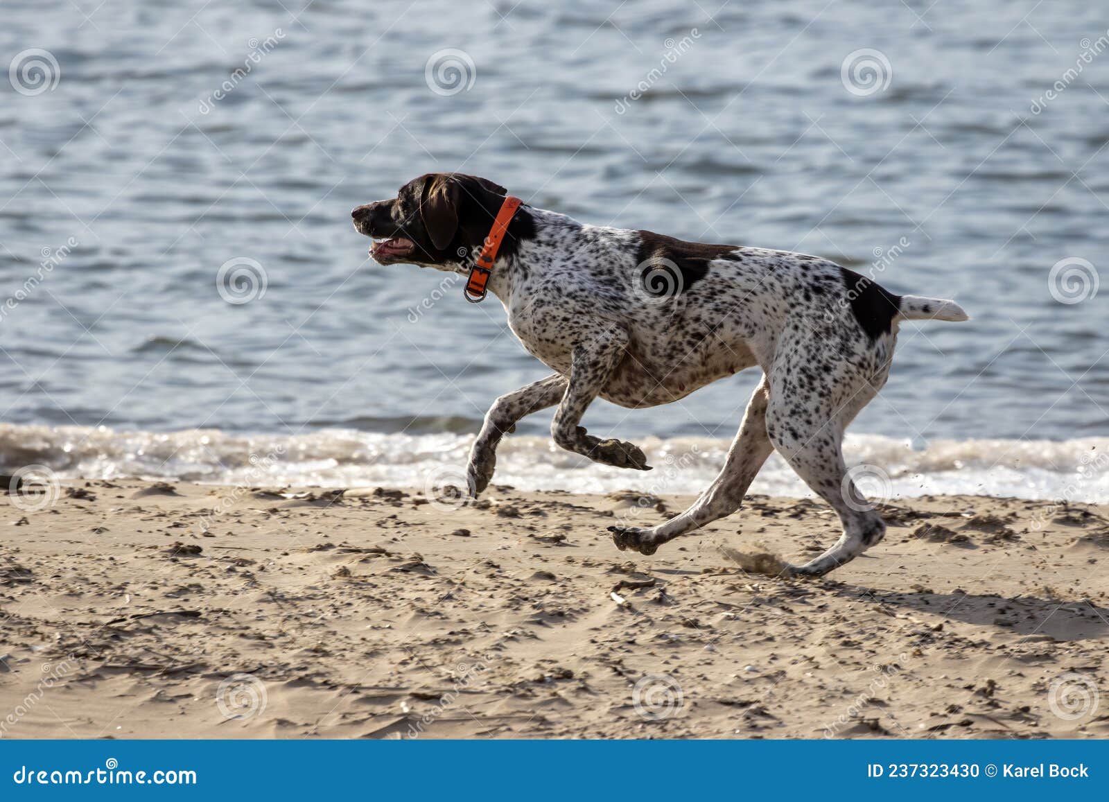 Running German Shorthaired Pointer Stock Photo - Image of nature ...