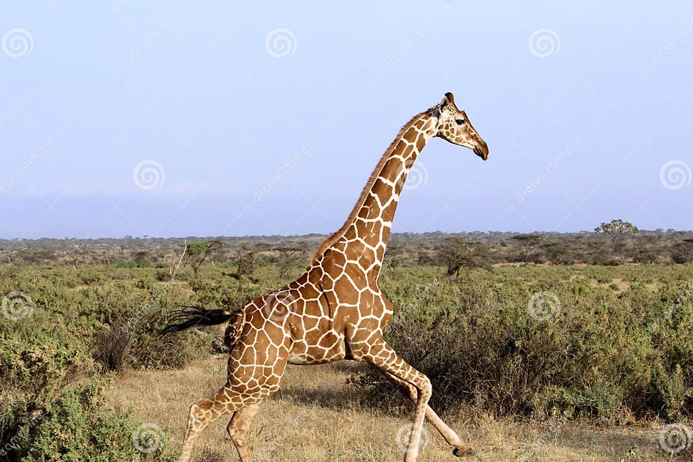 Running Giraffe stock photo. Image of mammals, natural - 1138666