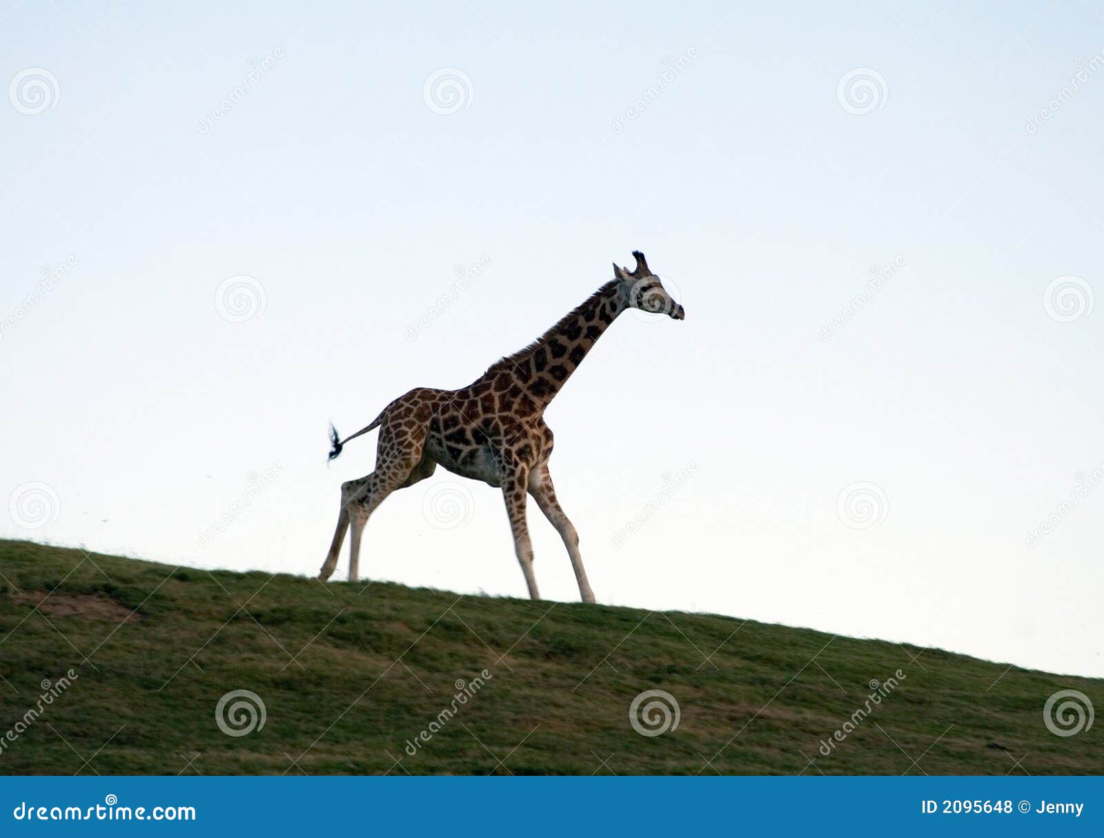 Running giraffe stock photo. Image of nostril, high, horn - 2095648