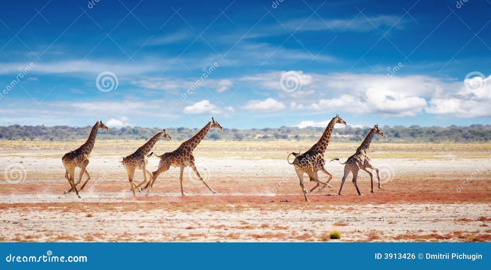 Running giraffes stock photo. Image of tall, mammal, ecotourism - 3913426