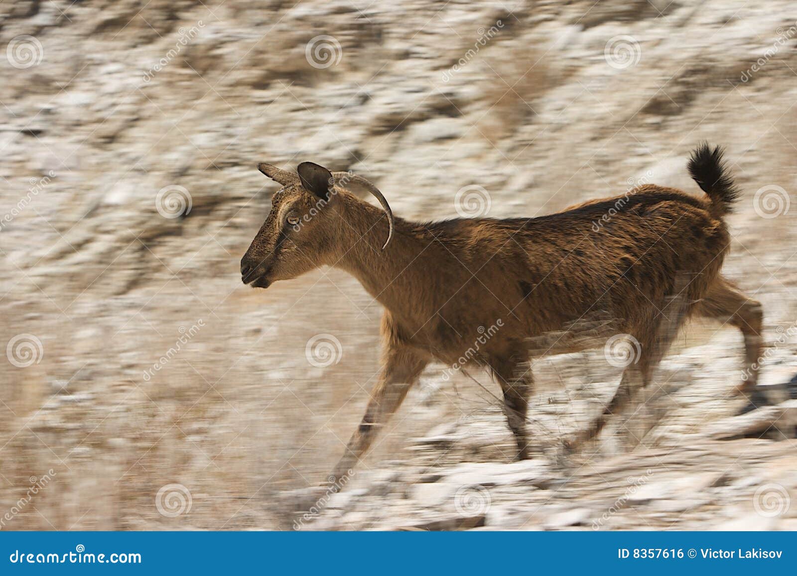 Running goat stock photo. Image of running, hircus, tail - 8357616
