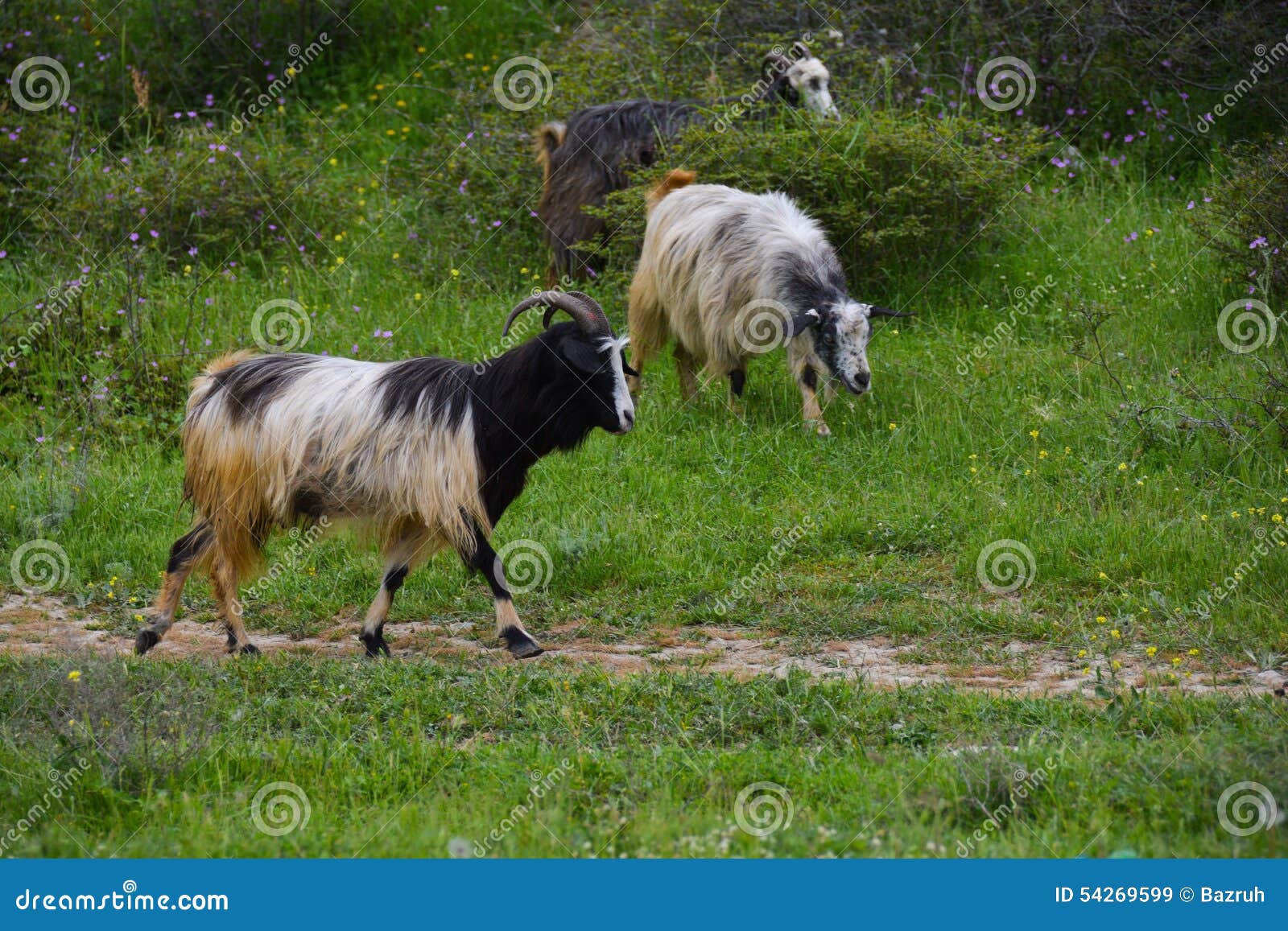 Running goat on meadow stock image. Image of shepherd - 54269599