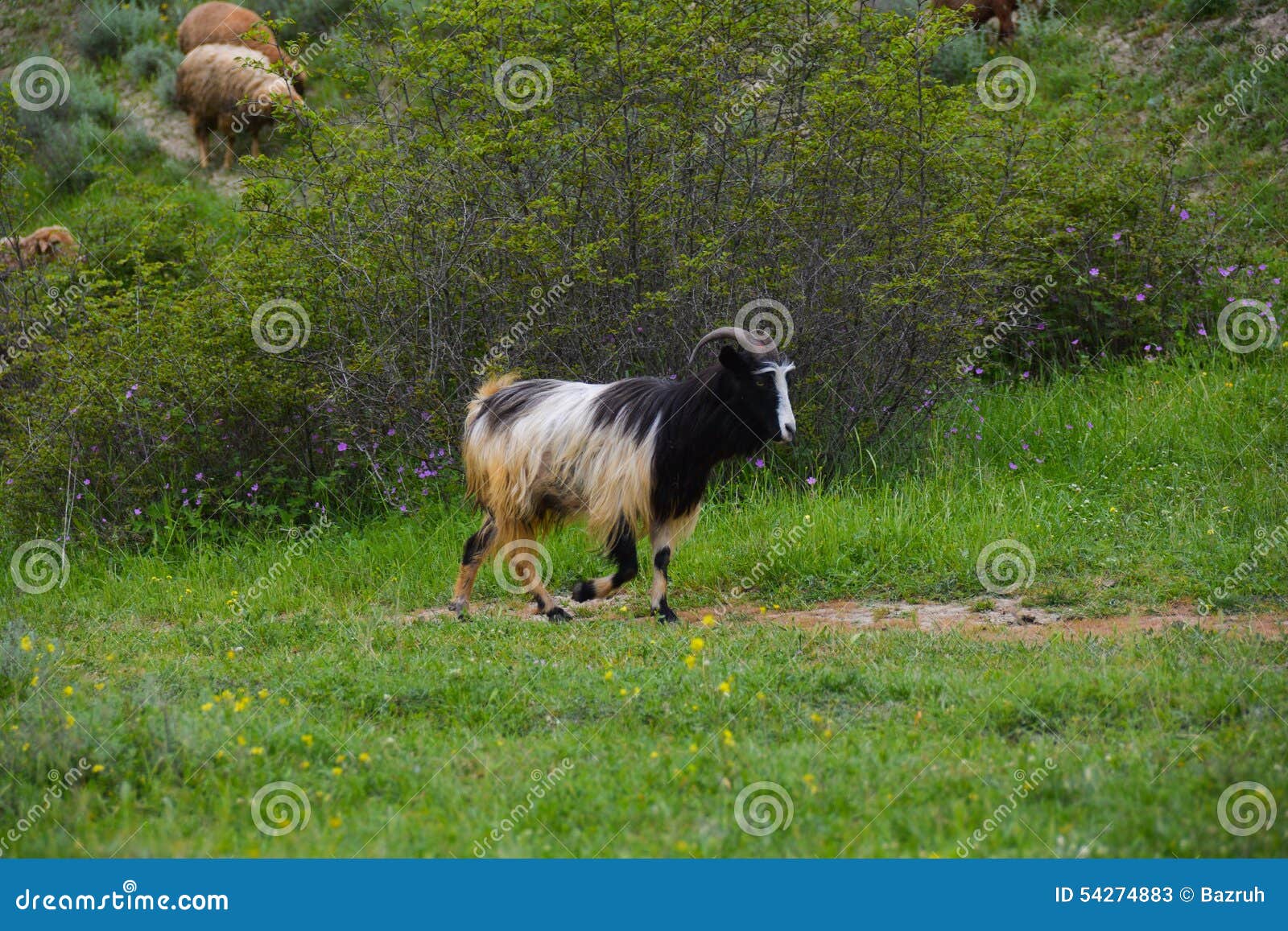 Running goat on meadow stock image. Image of goats, rural - 54274883