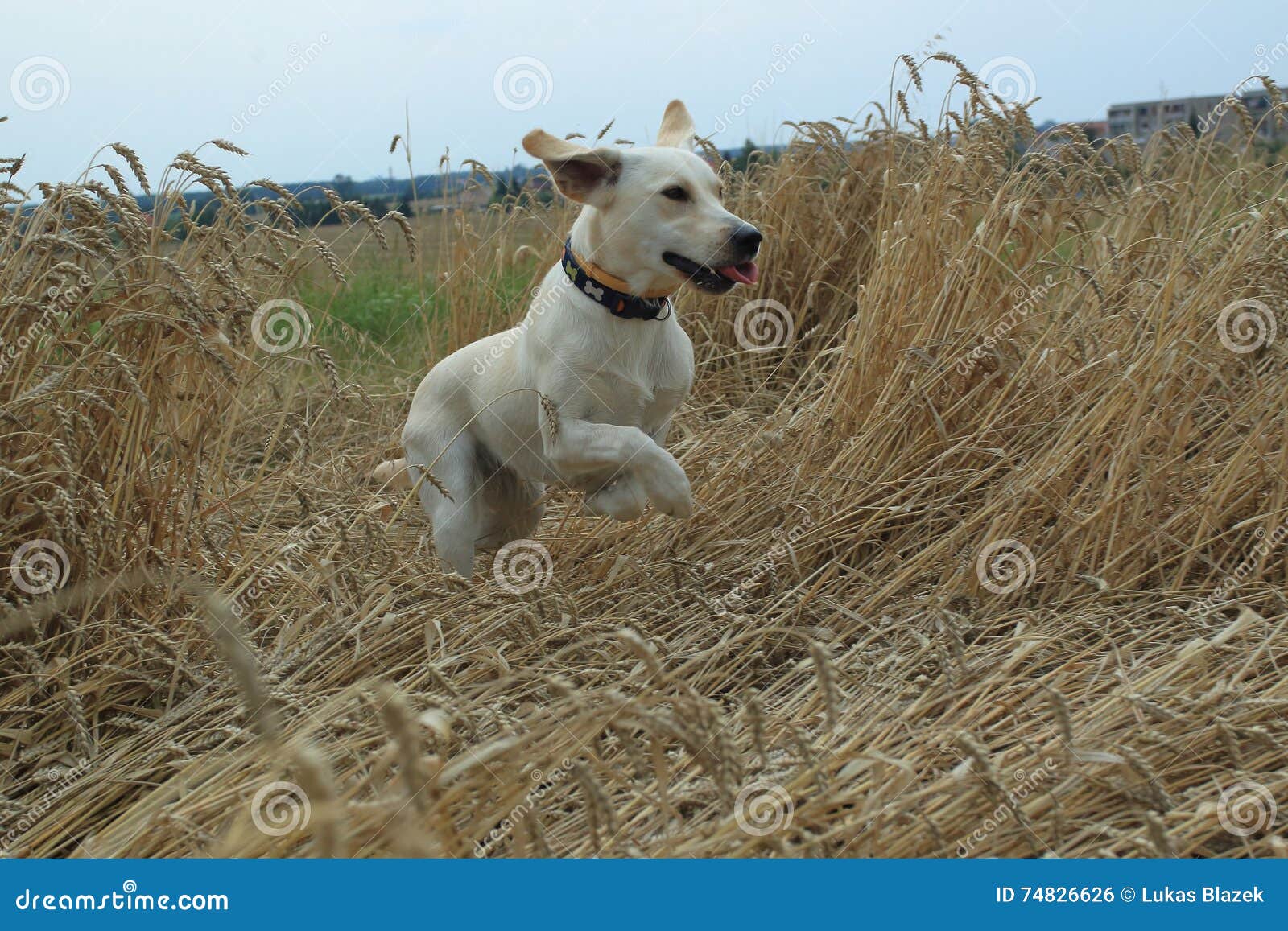 Running golden labrador stock photo. Image of young, golden - 74826626