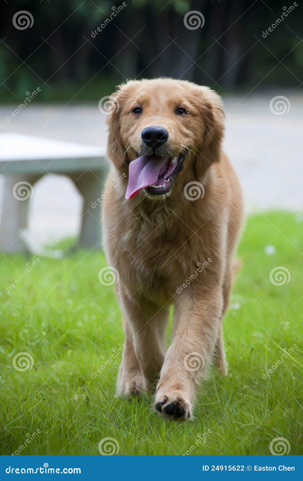 A running golden retriever stock photo. Image of retriever - 24915622