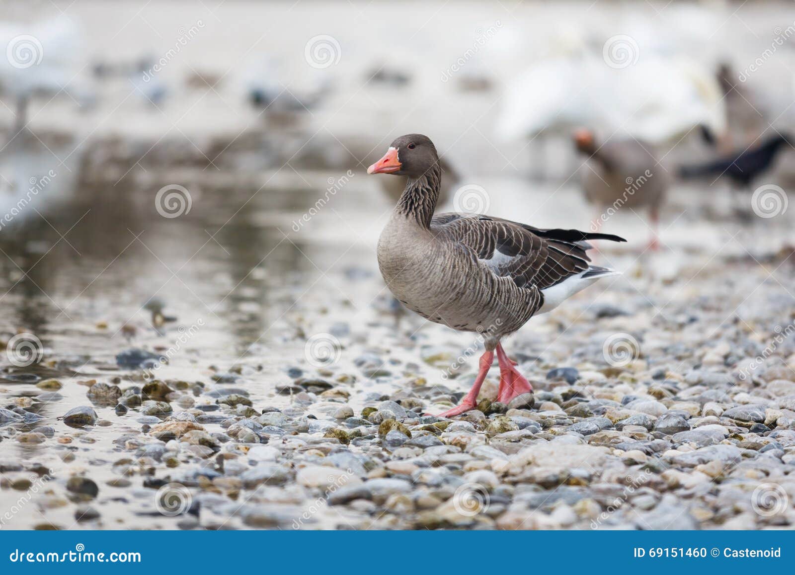 The running goose stock photo. Image of affectionate - 69151460
