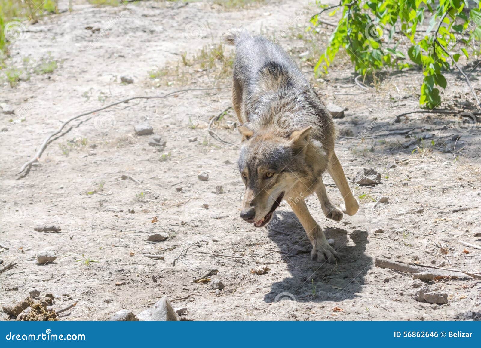 Running Gray Wolf (Canis Lupus) Stock Photo - Image of grey, canis ...