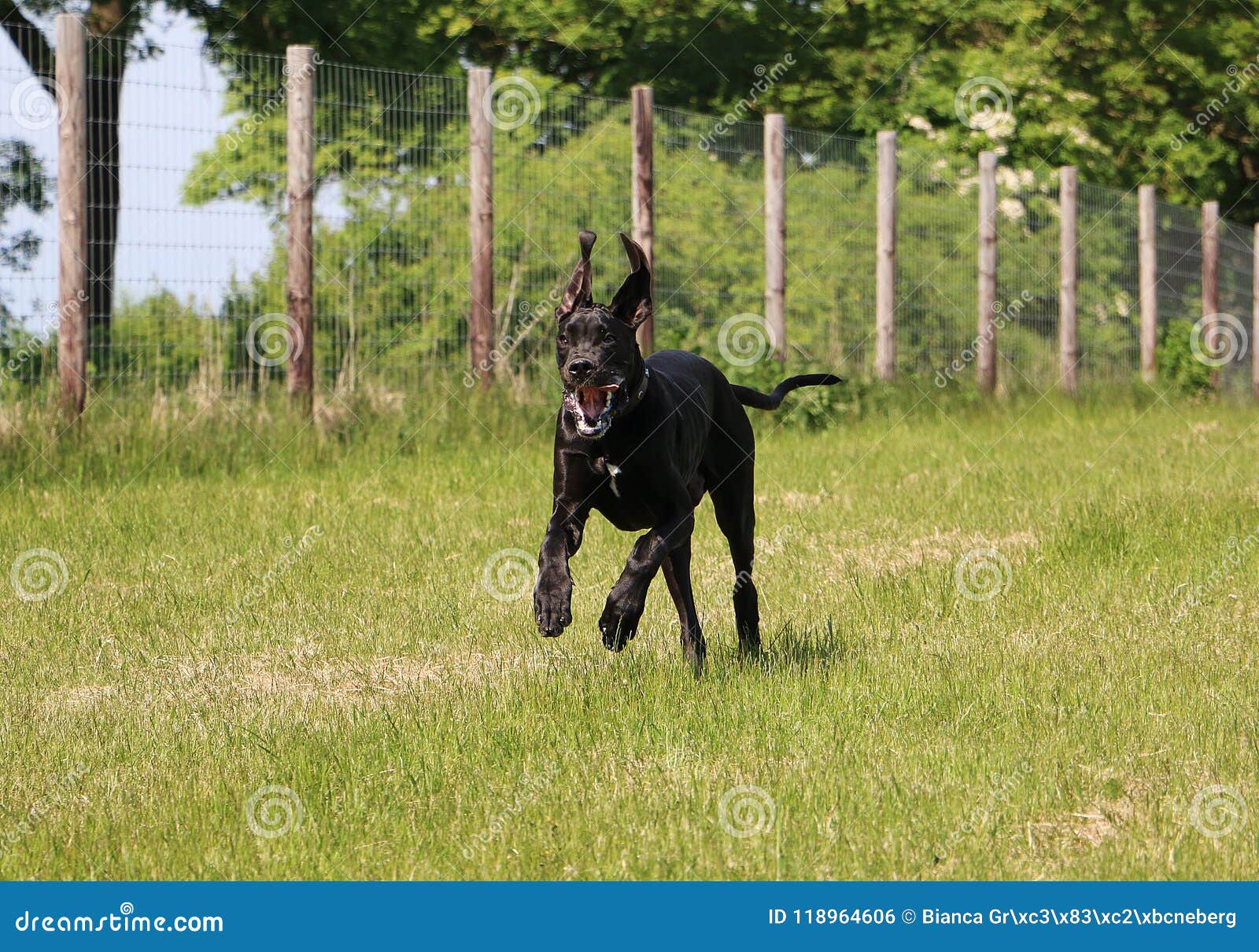 Running great dane dog stock photo. Image of black, face - 118964606