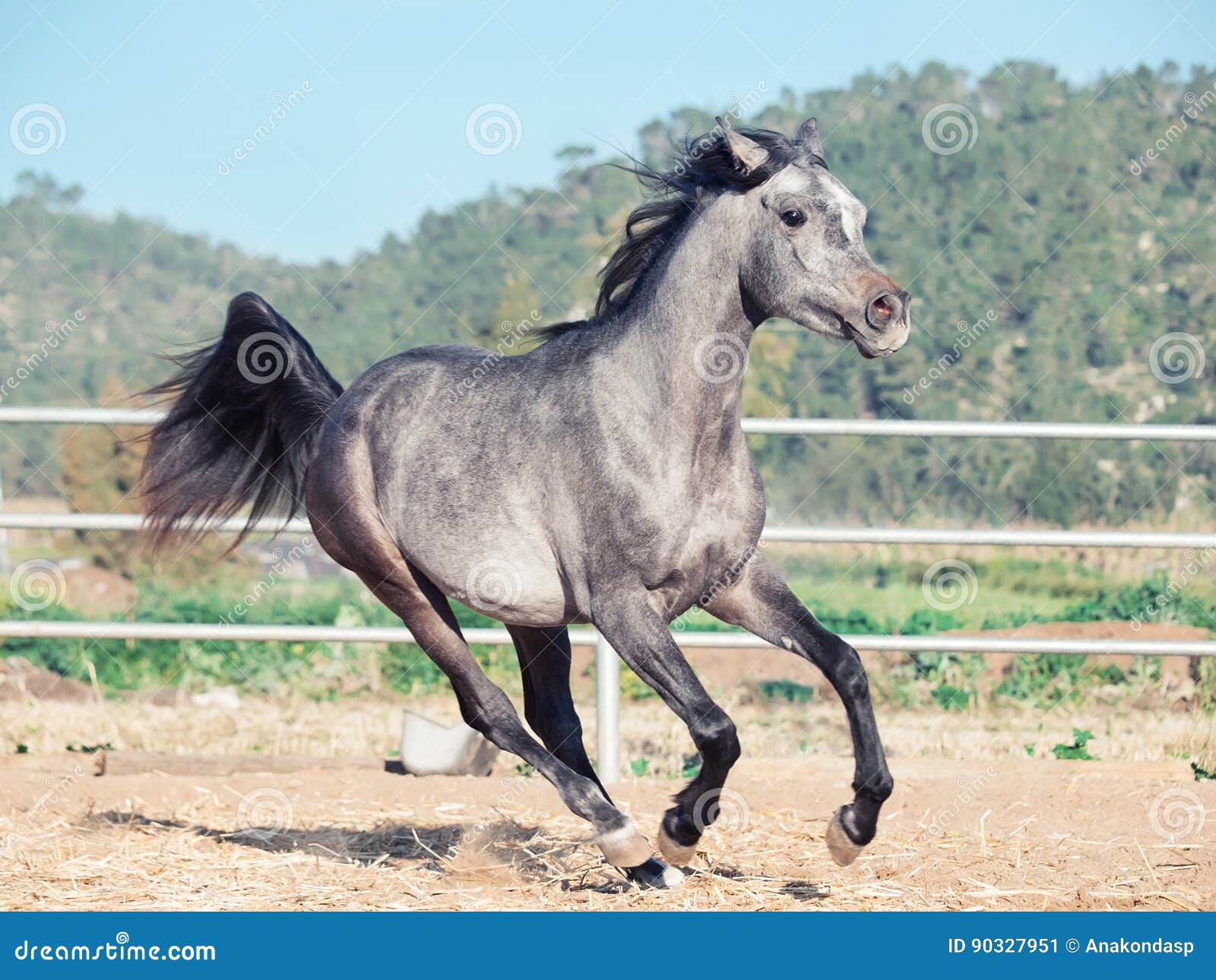 Running grey arabian filly stock image. Image of purebred - 90327951