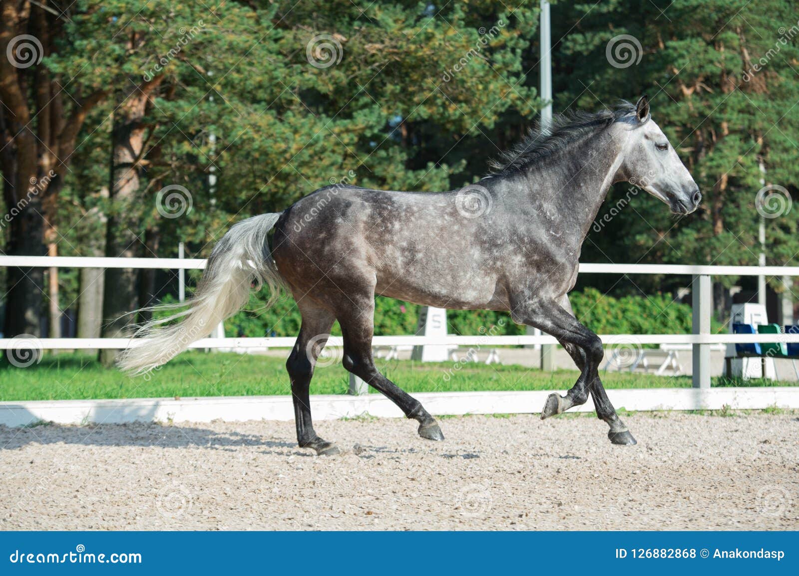 Running Grey Horse in Manage Stock Photo - Image of thoroughbred ...