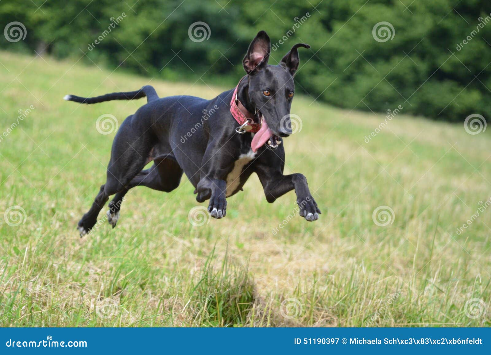 Black Greyhound Running