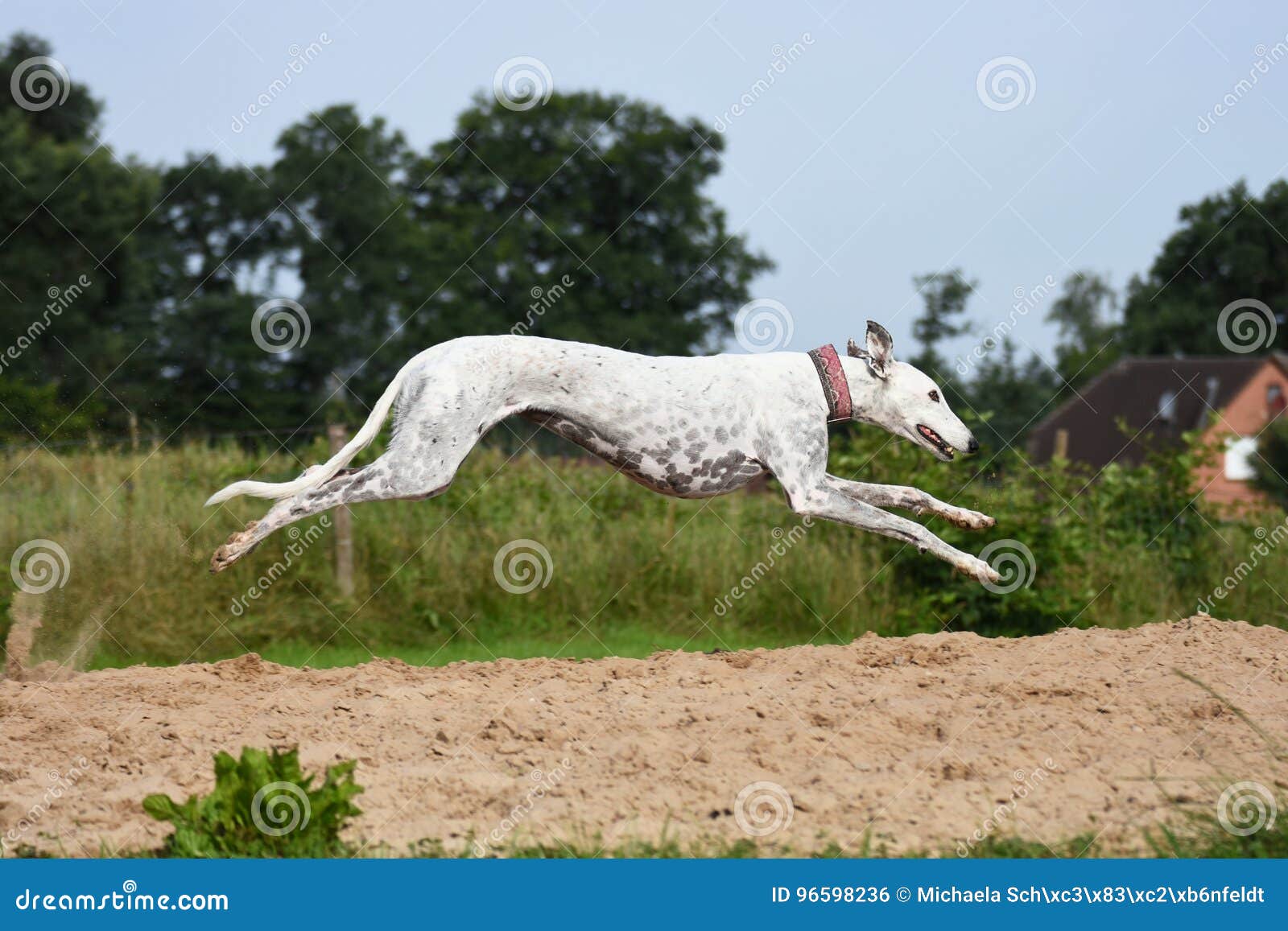 Running Greyhound stock photo. Image of speed, hound - 96598236