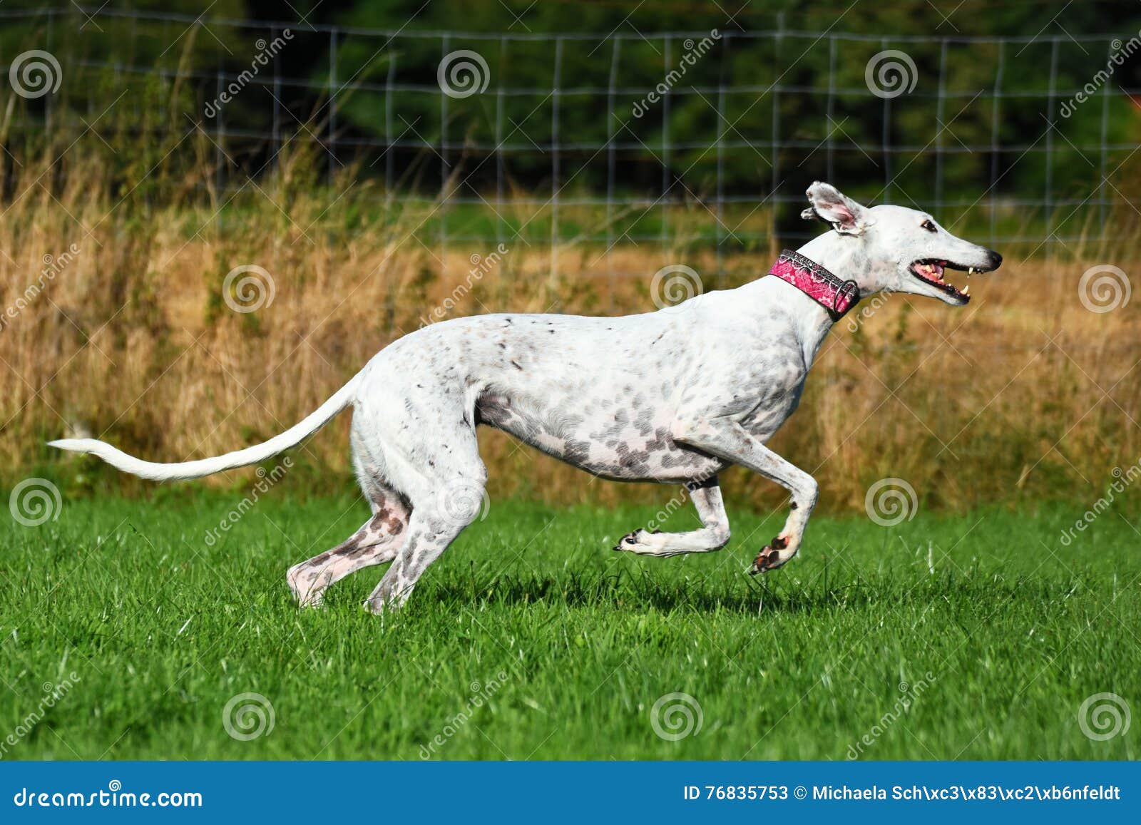 Running Greyhound stock image. Image of breed, sighthound - 76835753