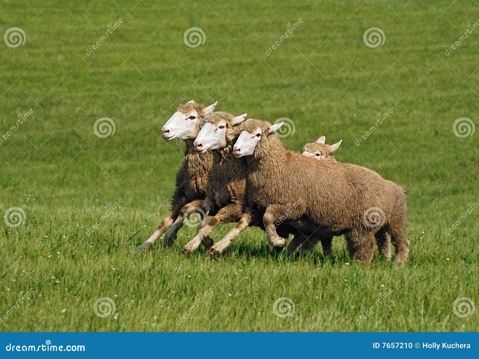 A Group Of Sheep At Grassland Royalty-Free Stock Photography ...