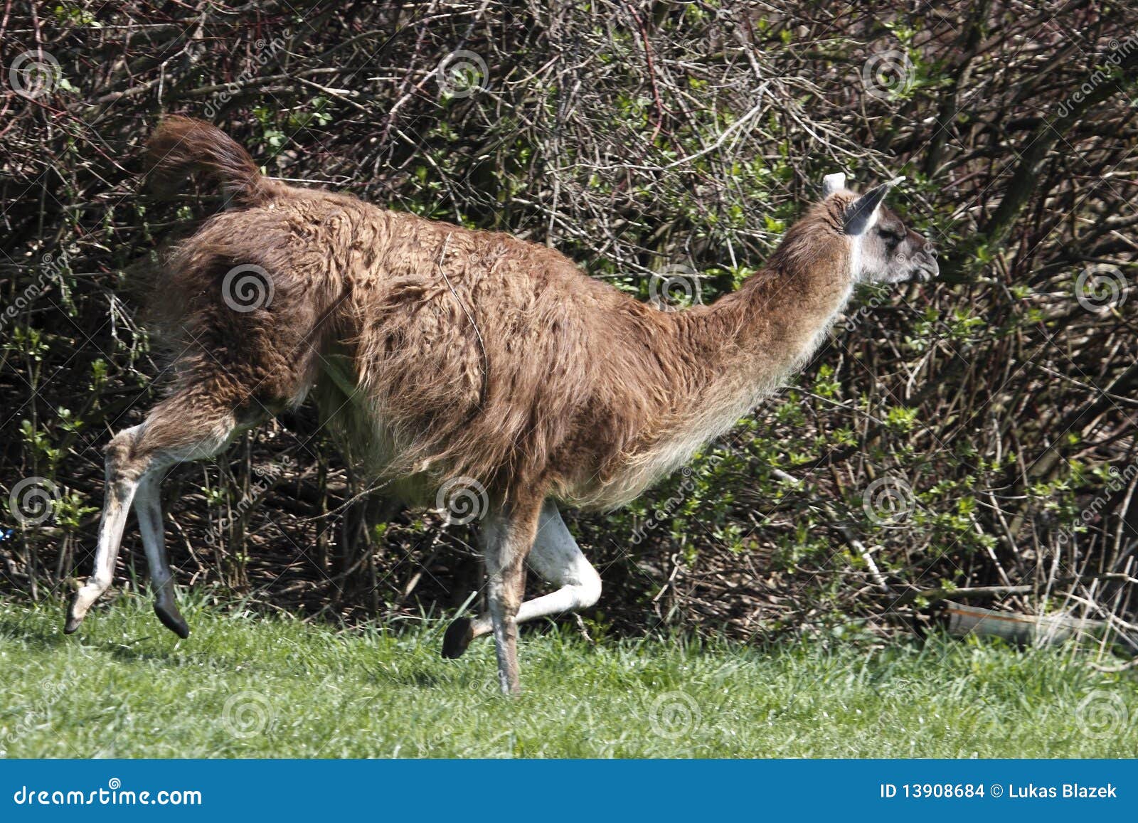 Running guanaco stock photo. Image of guanaco, running - 13908684
