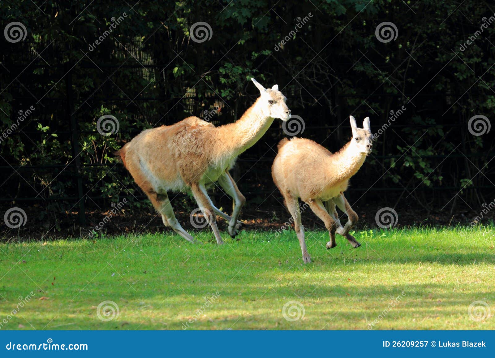 Running guanacos stock image. Image of guanaco, lama - 26209257