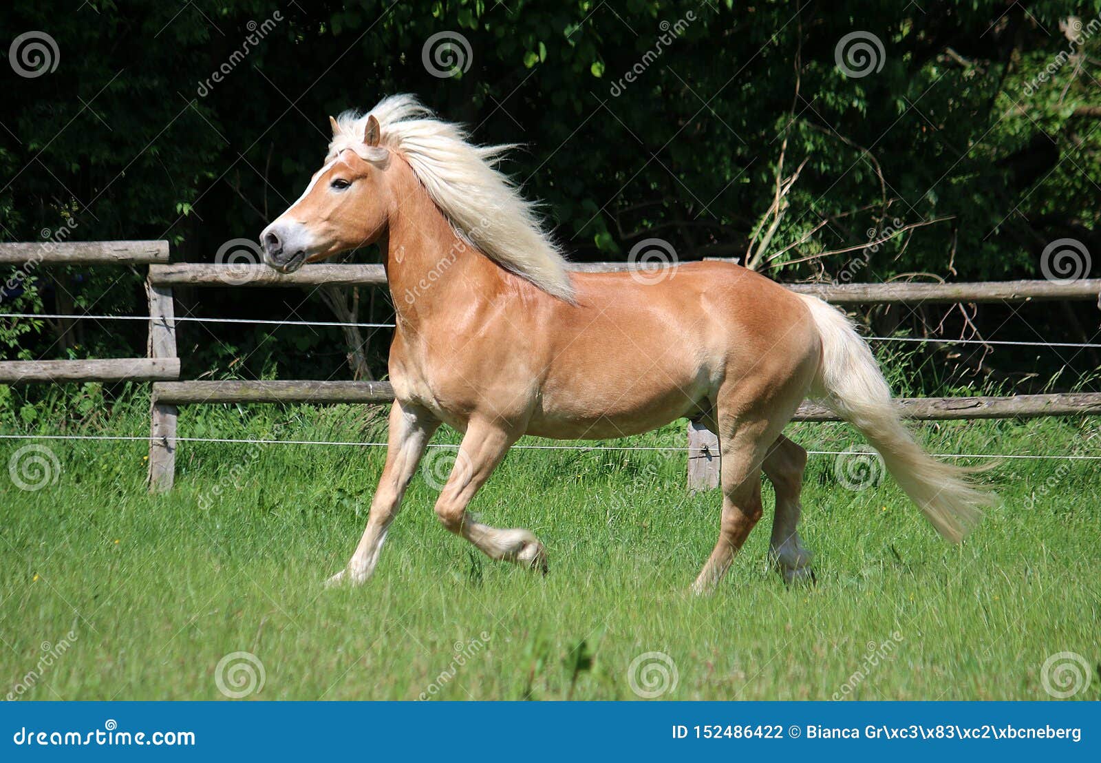 Beautiful Haflinger Horse is Running on the Paddock Stock Photo - Image ...