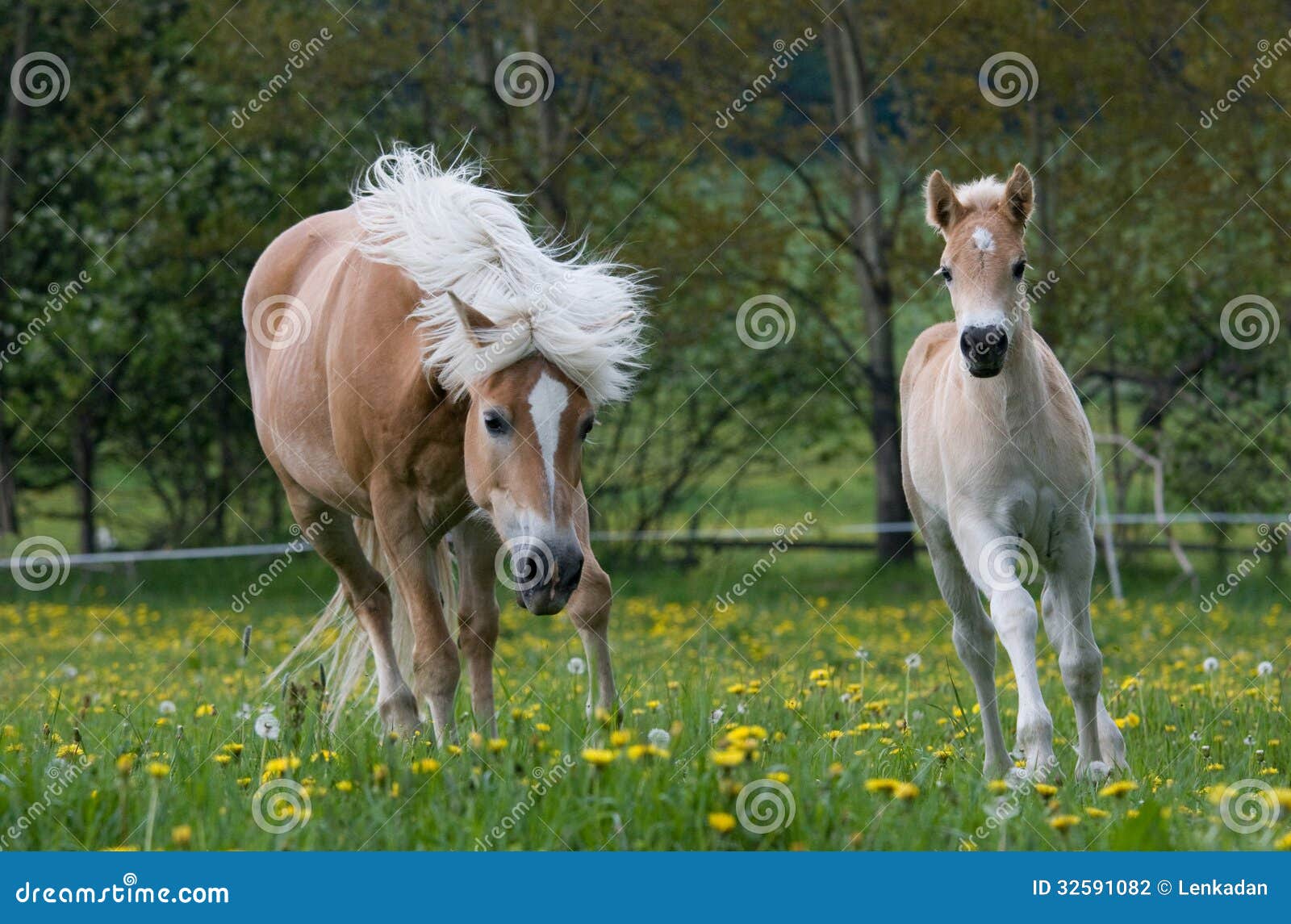 Running Haflinger Mare with Foal Stock Photo - Image of haflinger ...