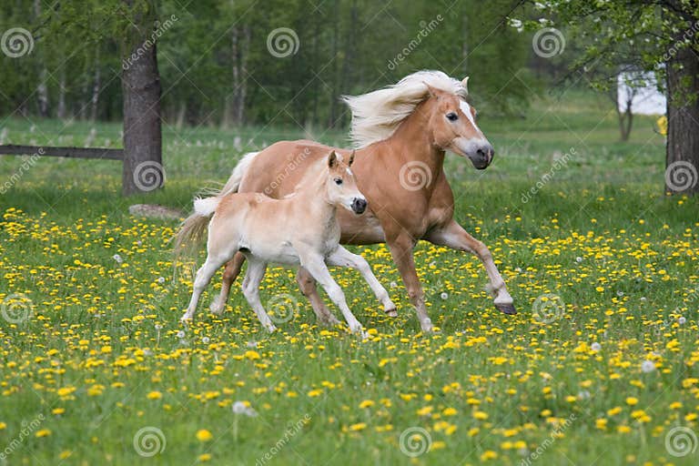 Running Haflinger Mare with Foal Stock Image - Image of country ...