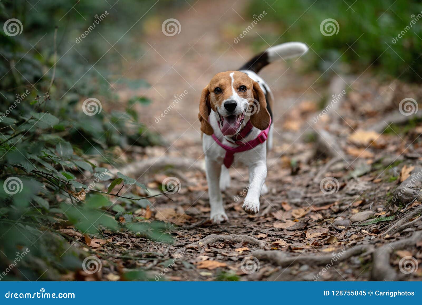 A running happy Beagle stock image. Image of white, path - 128755045