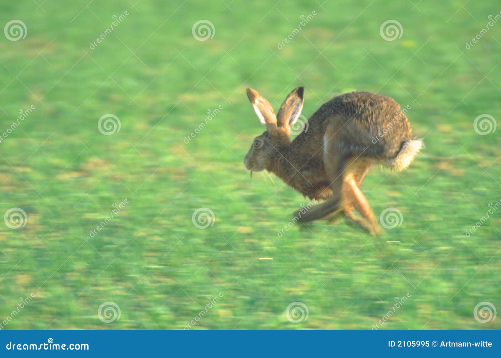 Running Hare Royalty Free Stock Photo - Image: 2105995