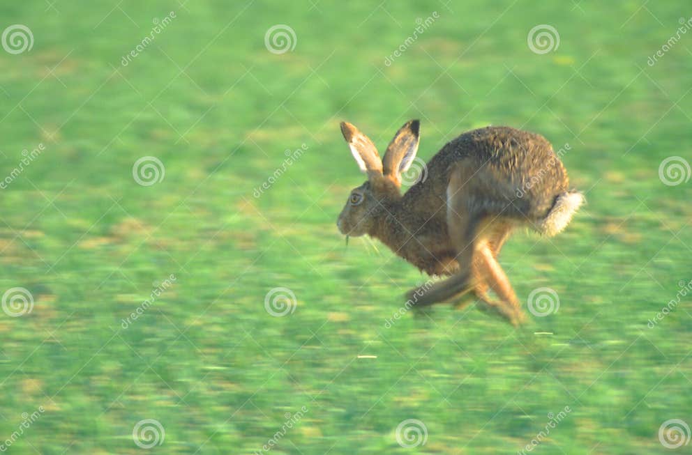 Running hare stock image. Image of lepus, racing, race - 2105995