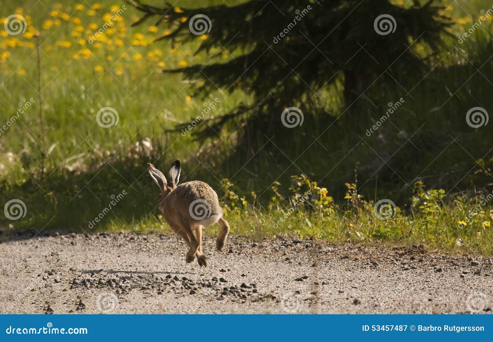 Running hare stock image. Image of running, brown, prairie - 53457487