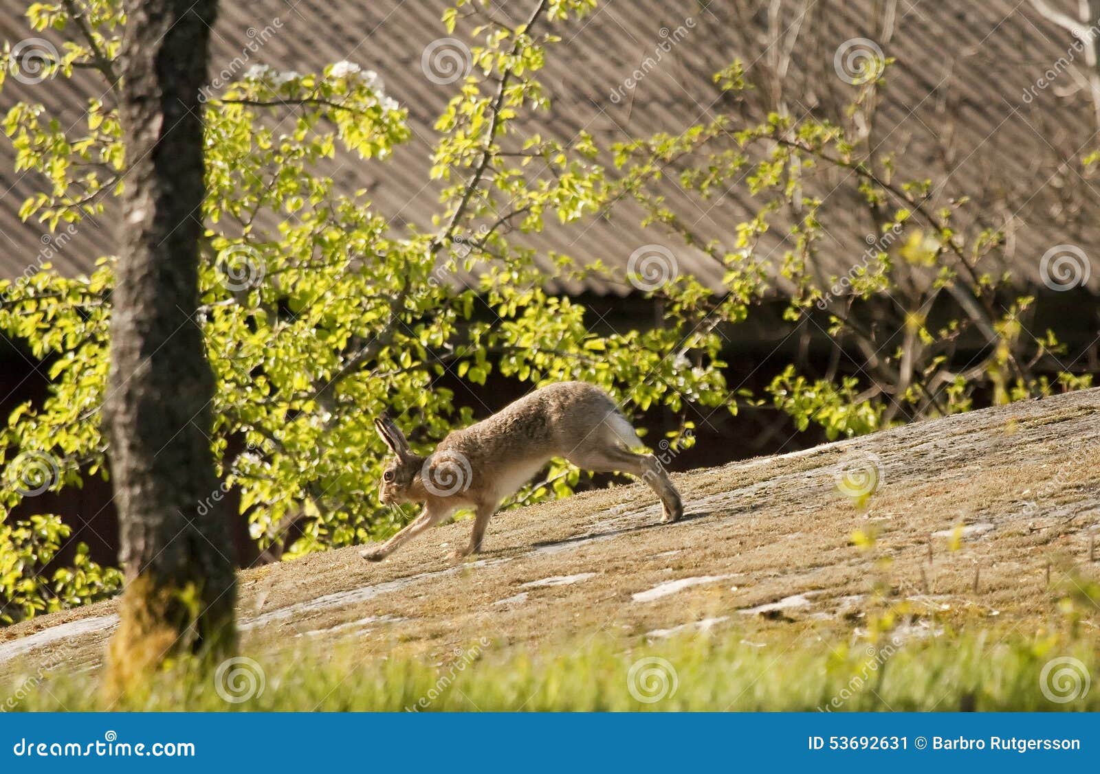 Running hare stock image. Image of rodent, brown, rodents - 53692631