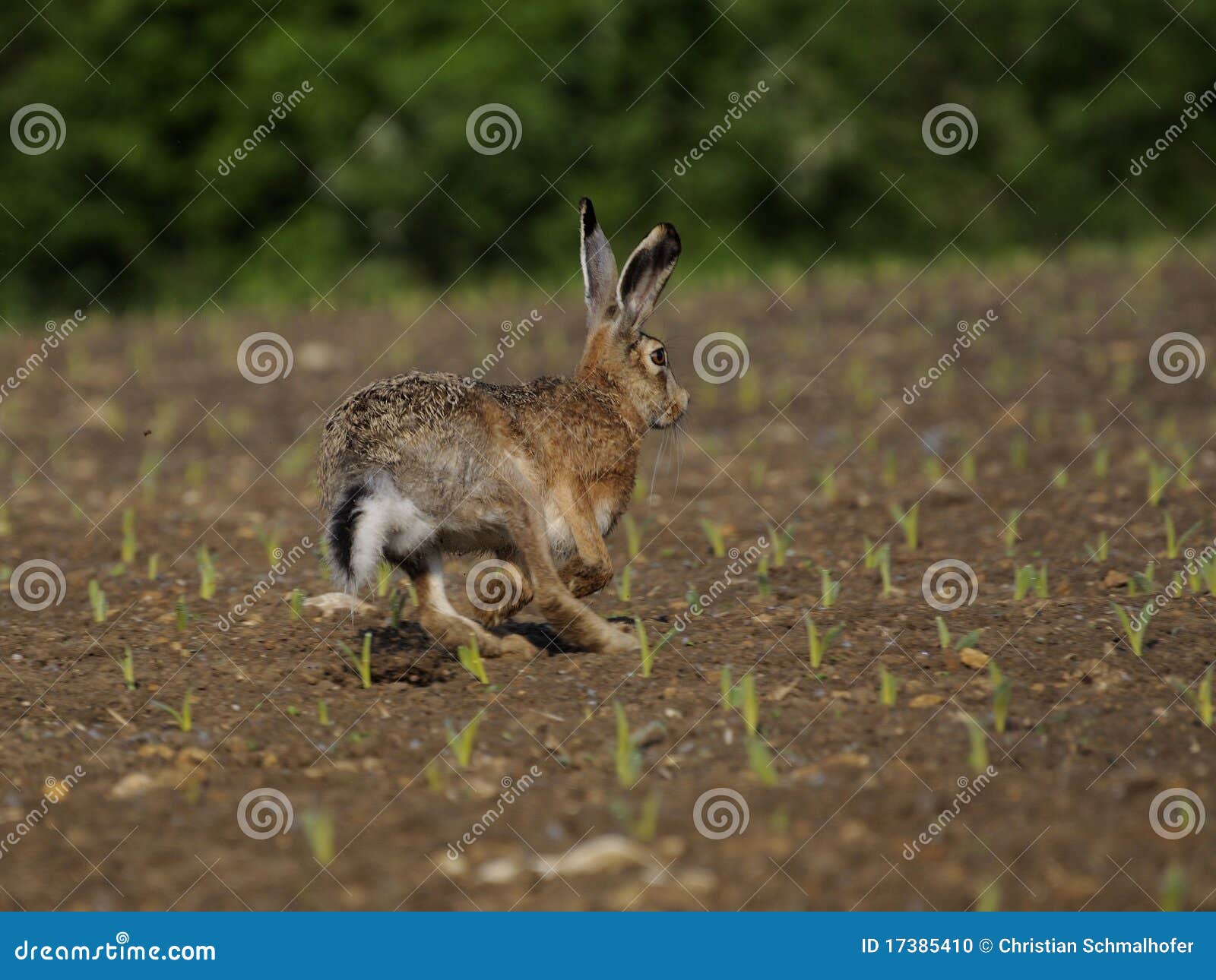 Running Hare ( Lepus Europaeus ) Stock Photo - Image of blue, skin ...