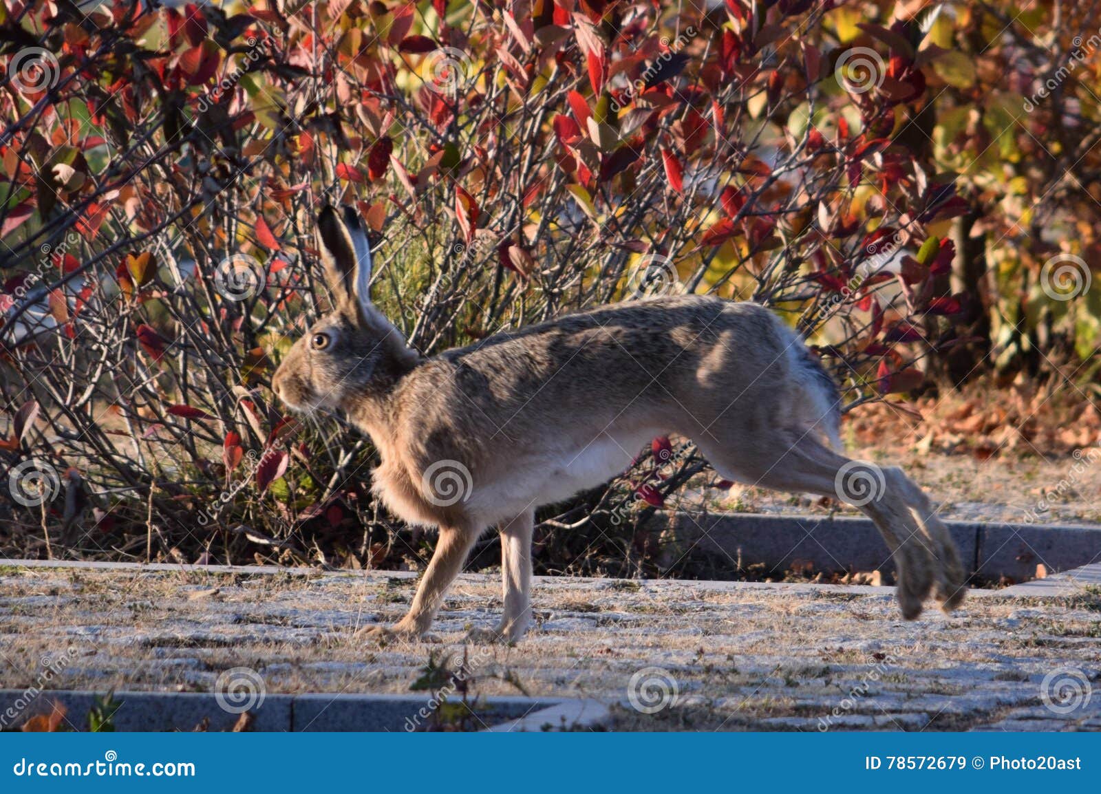 Running hare stock image. Image of outdoor, path, animal - 78572679