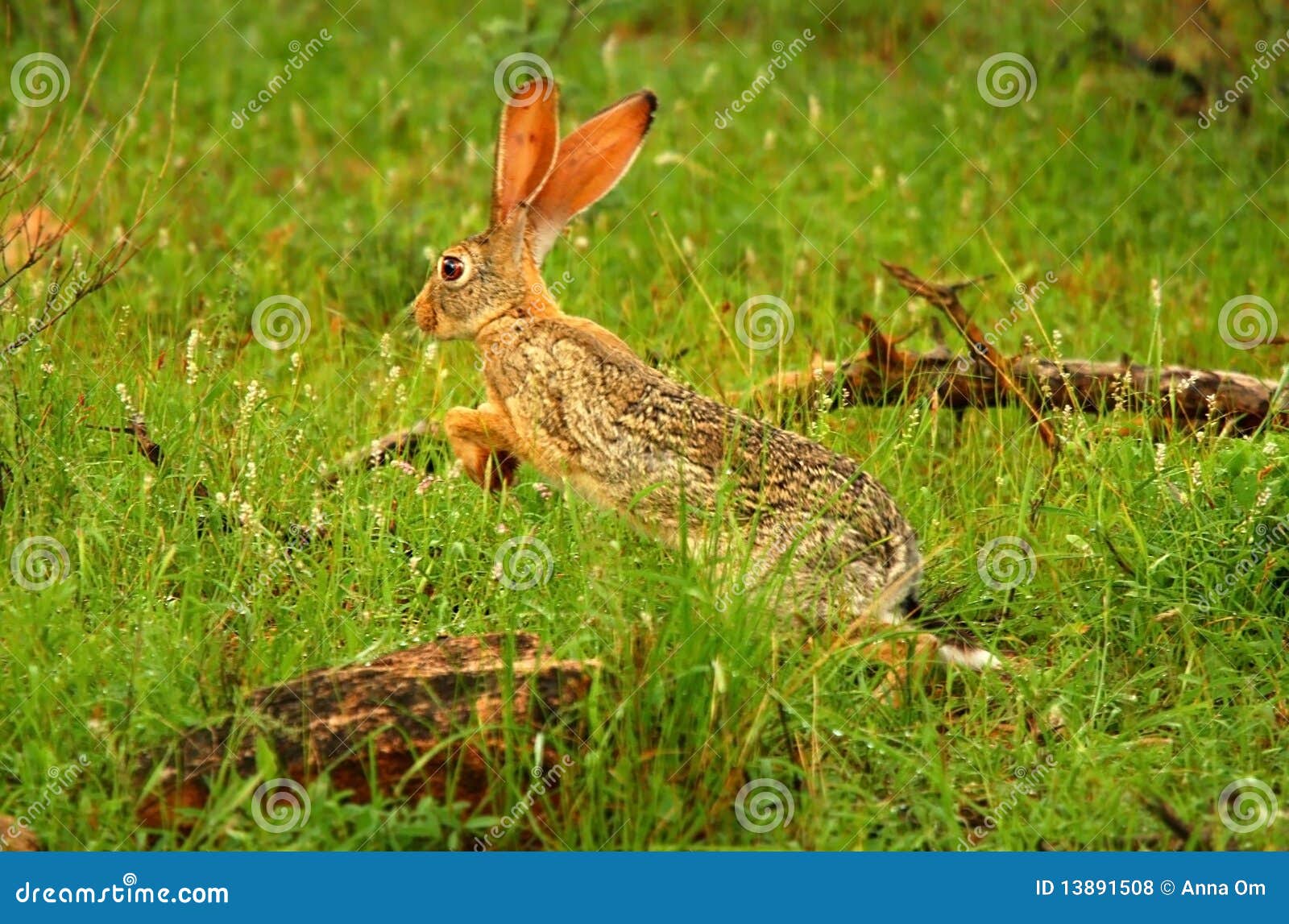 Running hare in the wild stock photo. Image of land, environment - 13891508