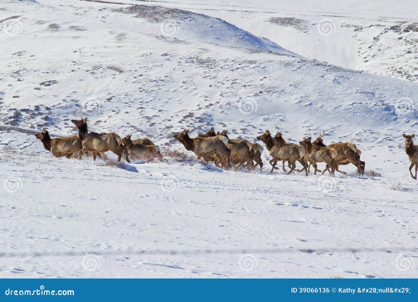 Running herd of elk stock photo. Image of brown, hills - 39066136