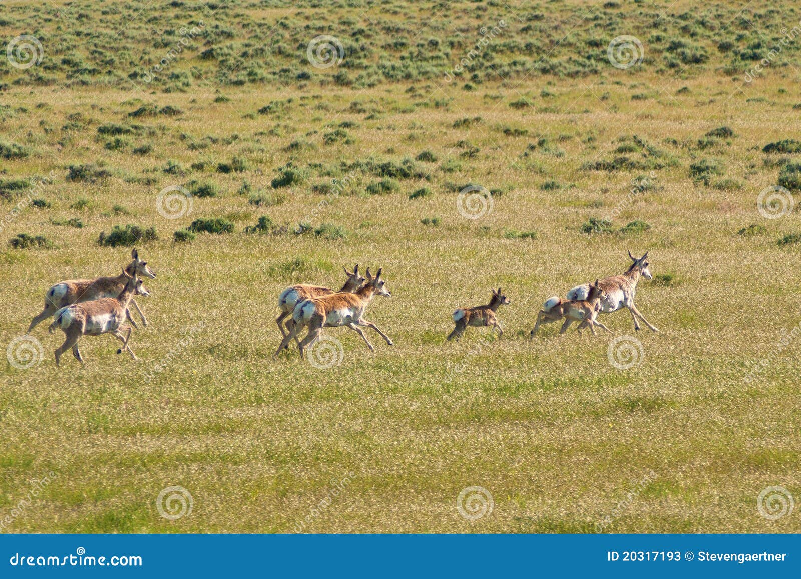 Running Herd of Pronghorn Antelope Stock Image - Image of fauna, speed ...