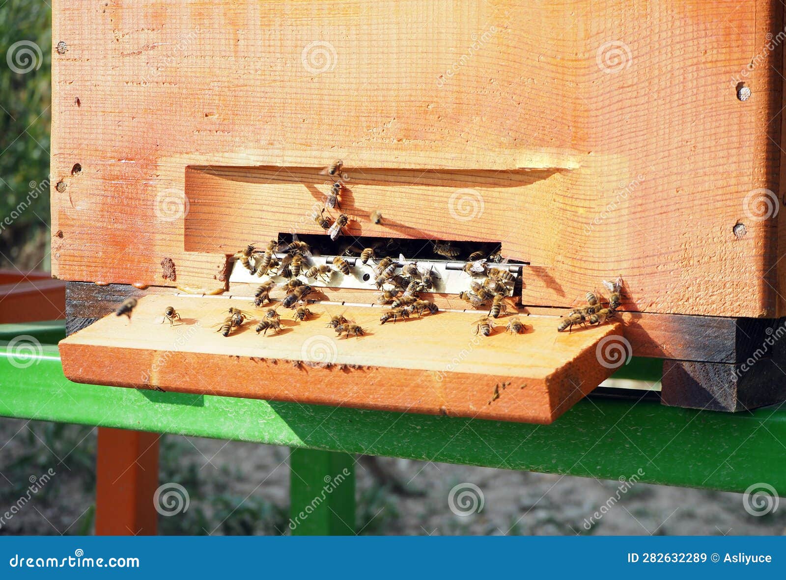 Running honey bee stock image. Image of front, nature - 282632289