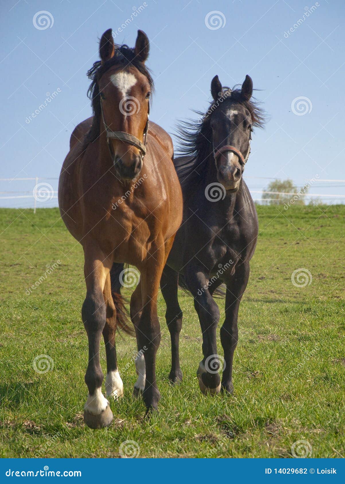 Running horse stock photo. Image of equestrian, domestic - 14029682
