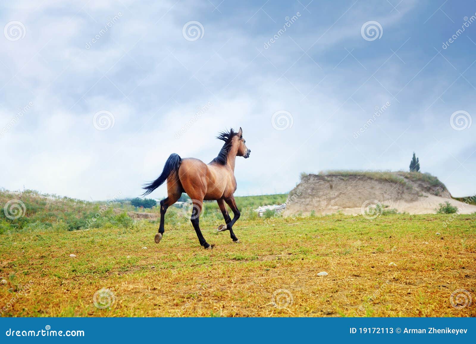 Running horse stock image. Image of brown, color, life - 19172113