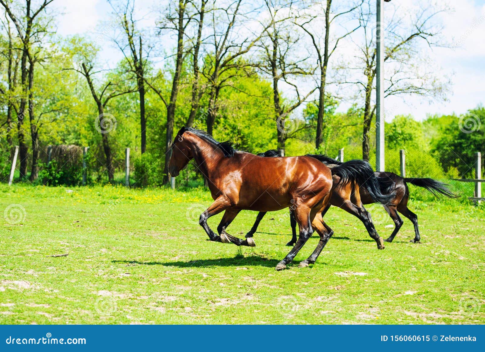 Running horse stock image. Image of beast, equestrian - 156060615