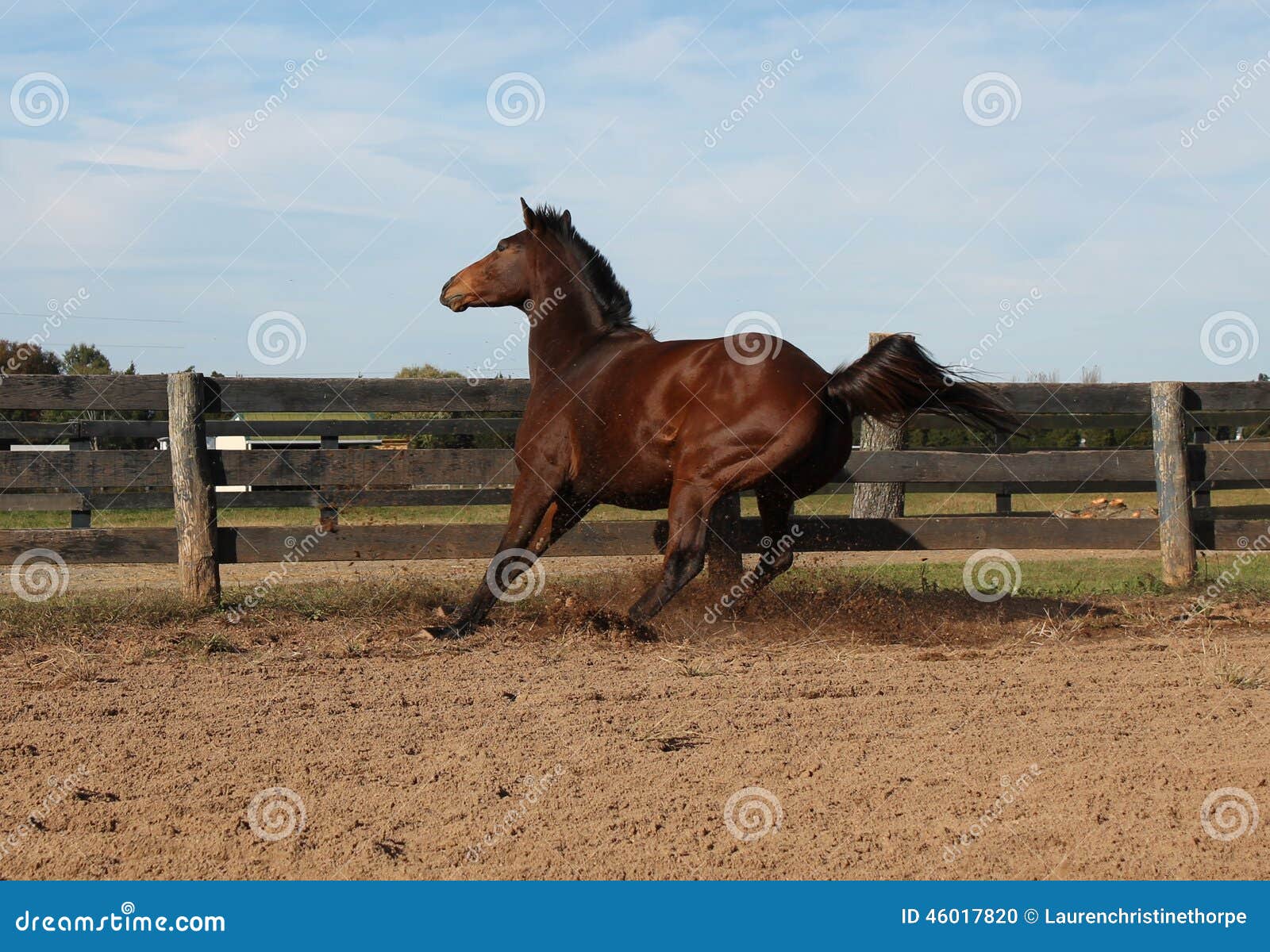 Running Horse stock photo. Image of fence, mare, mammal - 46017820