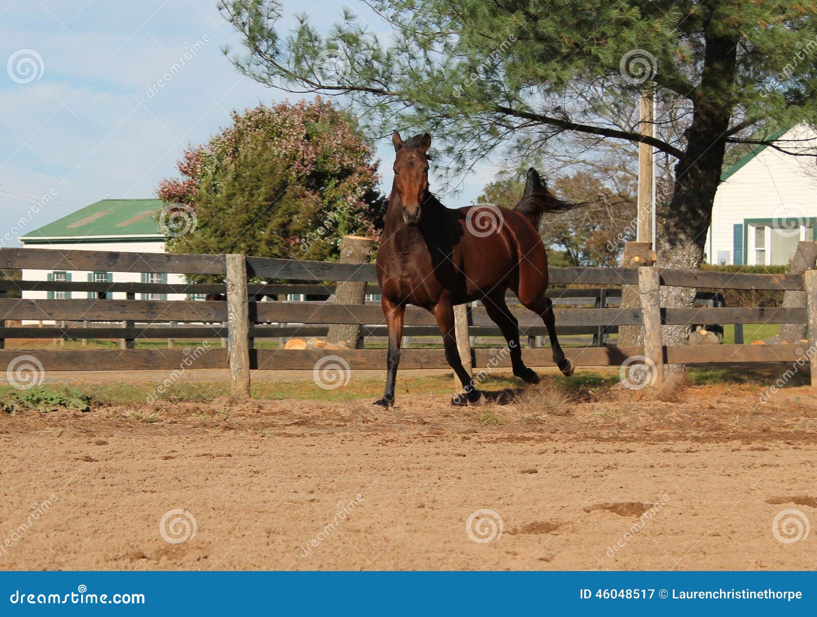 Running Horse stock image. Image of horse, mammal, motion - 46048517