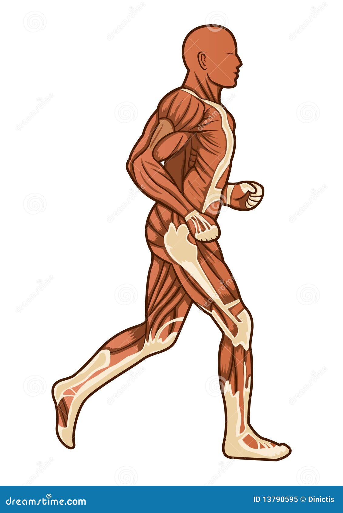 Running human anatomy stock vector. Illustration of circulatory - 13790595