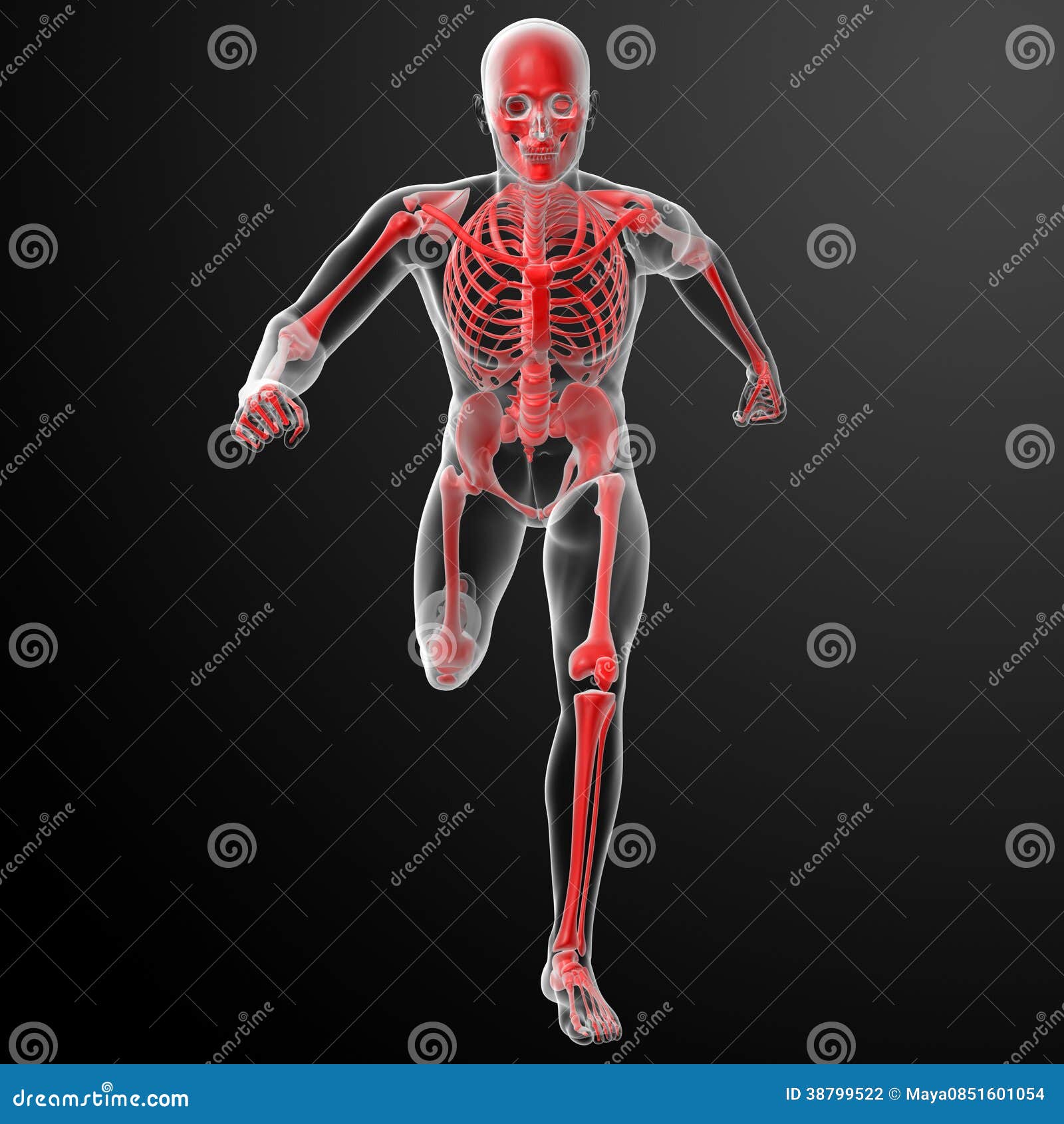 Running Human Anatomy by X-rays in Red Stock Illustration ...