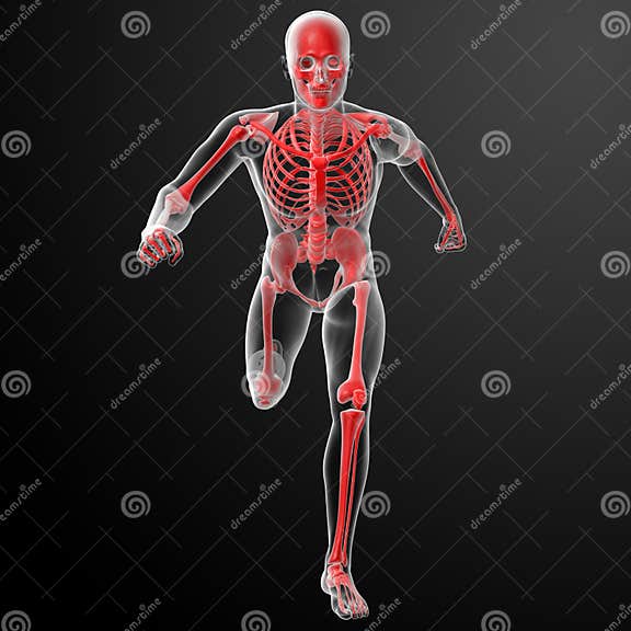 Running Human Anatomy by X-rays in Red Stock Illustration ...