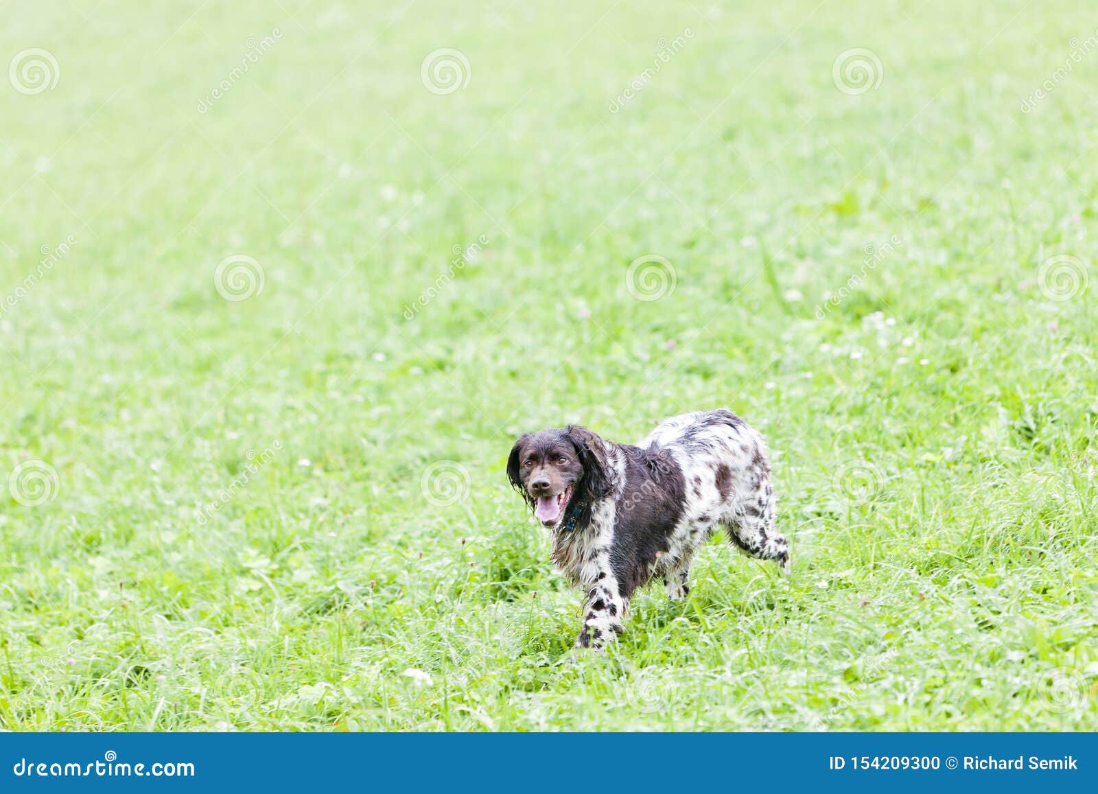 Running hunting dog stock photo. Image of fauna, nature - 154209300