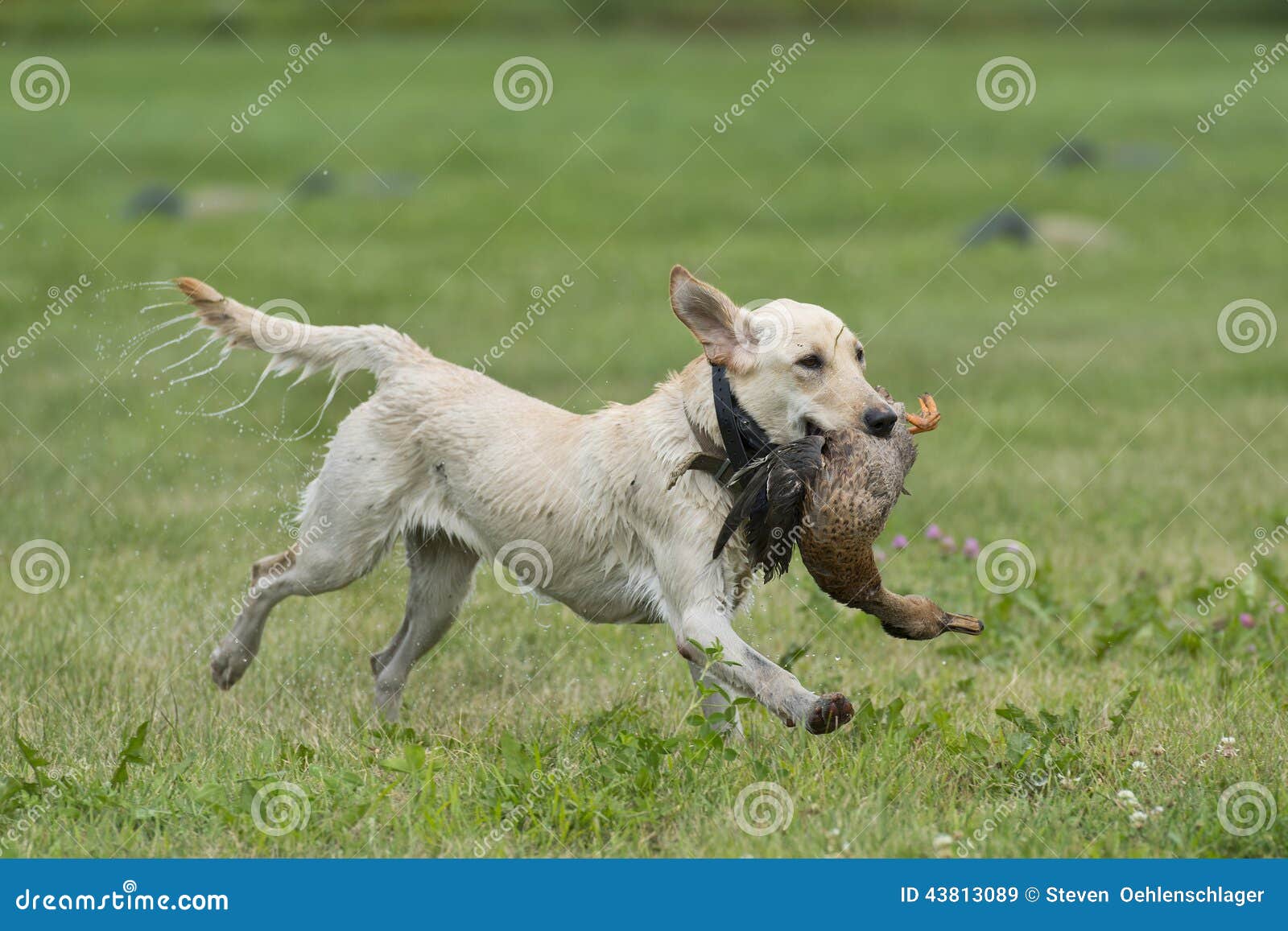 Running Hunting dog stock image. Image of mallard, hunting - 43813089