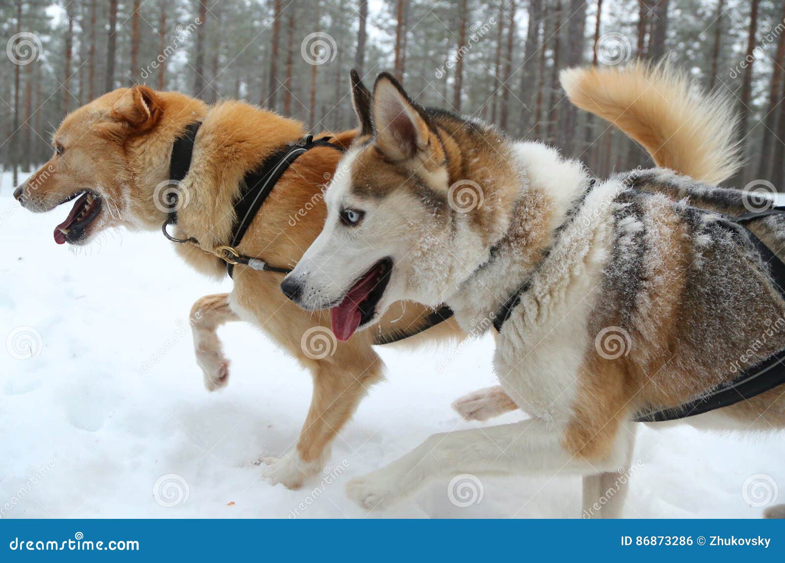 Running husky dog sledge editorial photo. Image of dogs - 86873286