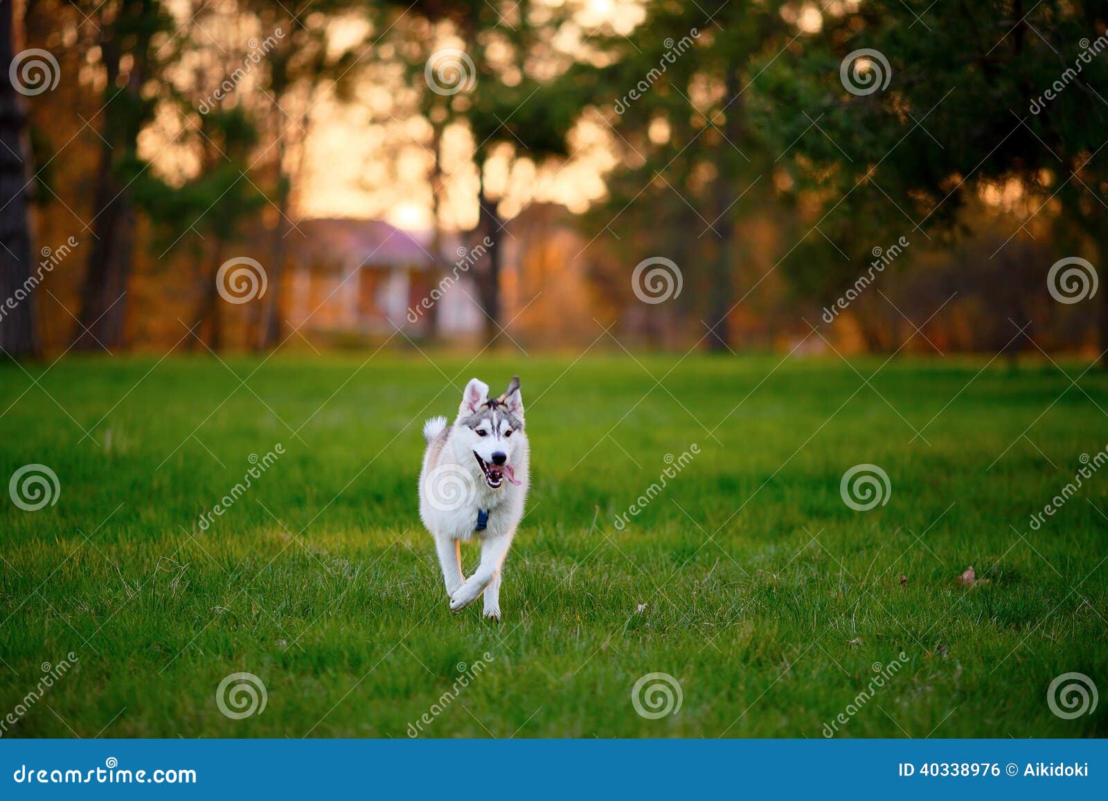 Running Husky Dog in Sunny Summer Evening Park Stock Photo - Image of ...